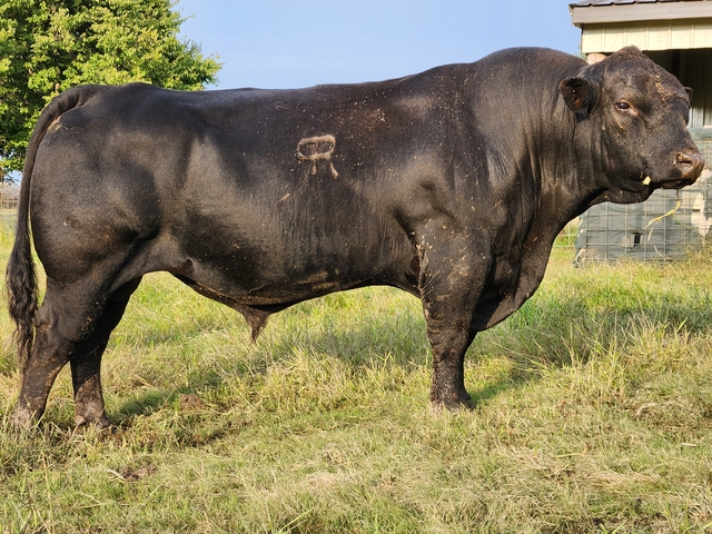 2 Mature Balancer Bulls for sale - Nex-Tech Classifieds