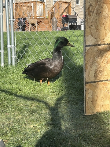 Cayuga Buff Mix - Nex-Tech Classifieds