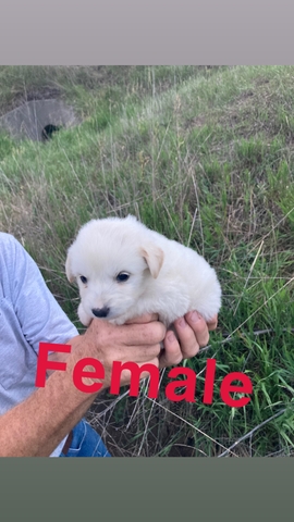 Livestock guardian puppies - Nex-Tech Classifieds