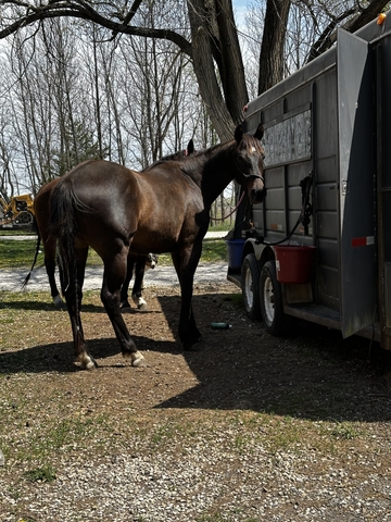 5yo Gelding prospect! - Nex-Tech Classifieds