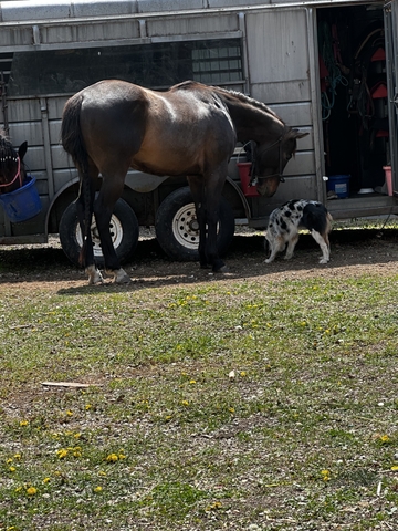 5yo Gelding prospect! - Nex-Tech Classifieds