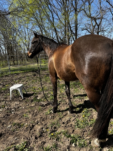 5yo Gelding prospect! - Nex-Tech Classifieds