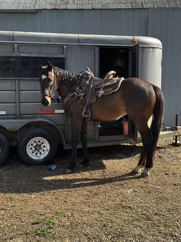 5yo Gelding prospect! - Nex-Tech Classifieds