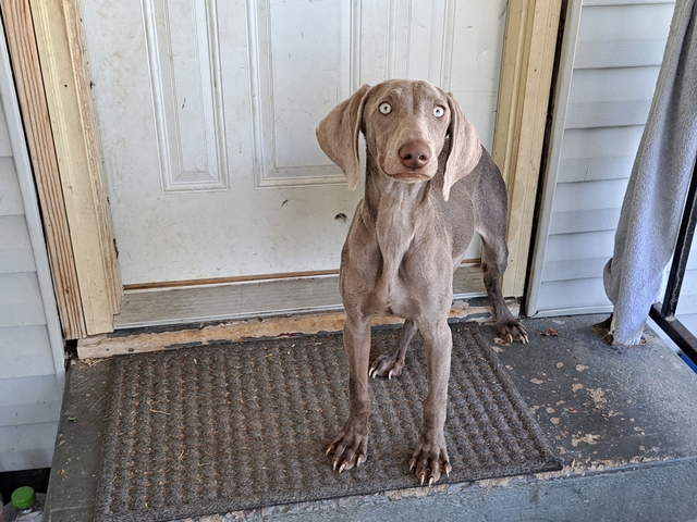 gray ghost weimaraners