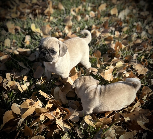 Pugs - Nex-Tech Classifieds