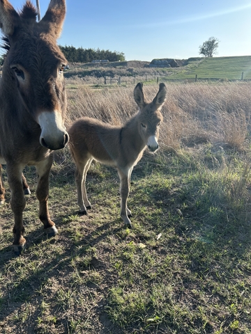 Baby Donkey - Nex-Tech Classifieds
