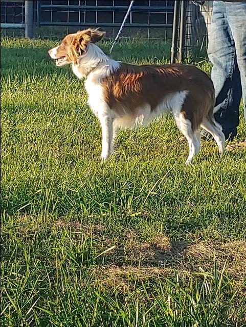 Abca biddable border collie pups - Nex-Tech Classifieds