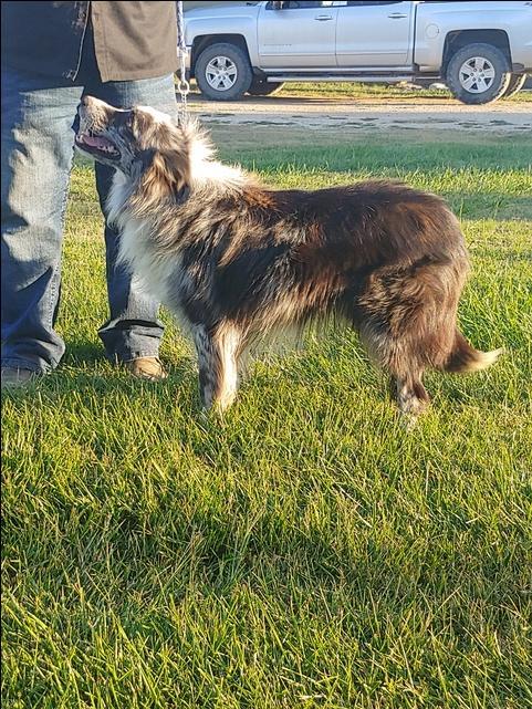 Abca biddable border collie pups - Nex-Tech Classifieds