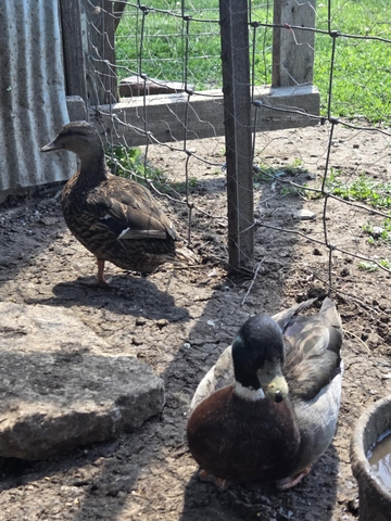 Grey call ducks - Nex-Tech Classifieds