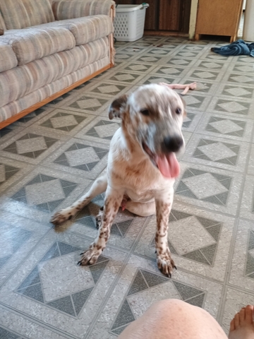 Dog - Nex-Tech Classifieds