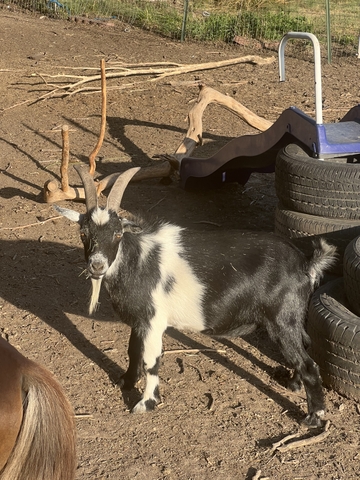 Cut male goats - Nex-Tech Classifieds