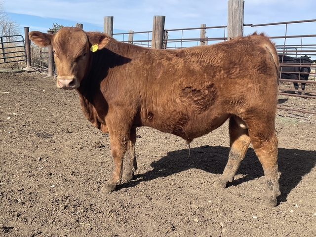 Gelbvieh/Balancer Bulls for Sale - Nex-Tech Classifieds