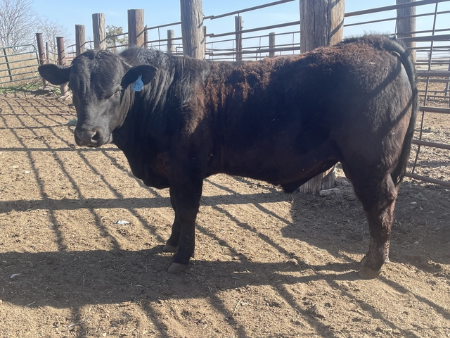 Gelbvieh/Balancer Bulls for Sale - Nex-Tech Classifieds
