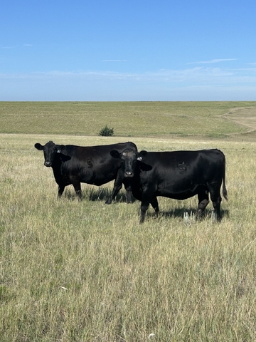 Fall Bred Angus Cows - Nex-Tech Classifieds