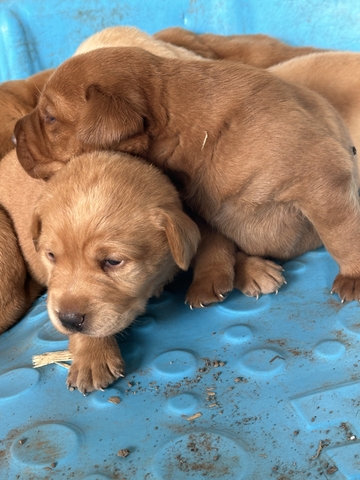 AKC fox red lab puppies - Nex-Tech Classifieds