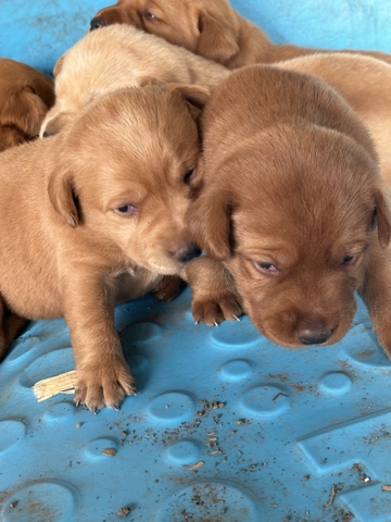 AKC fox red lab puppies - Nex-Tech Classifieds