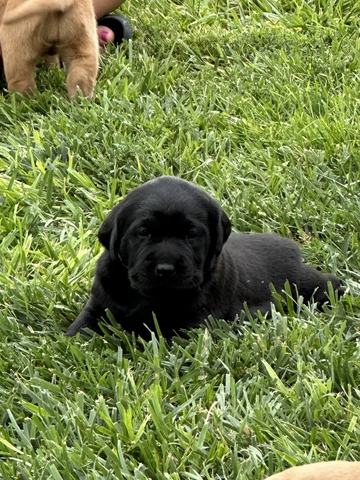 AKC black lab - Nex-Tech Classifieds