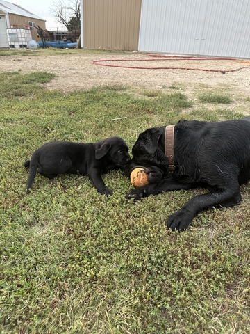 AKC Black Lab - Nex-Tech Classifieds