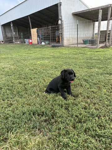 AKC Black Lab - Nex-Tech Classifieds