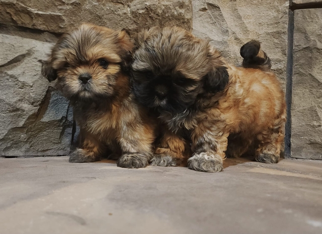 Dogs - Nex-Tech Classifieds