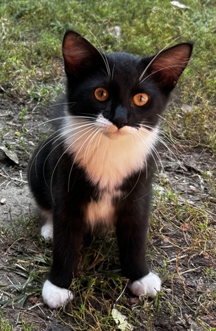 Kittens Free to good homes - Nex-Tech Classifieds