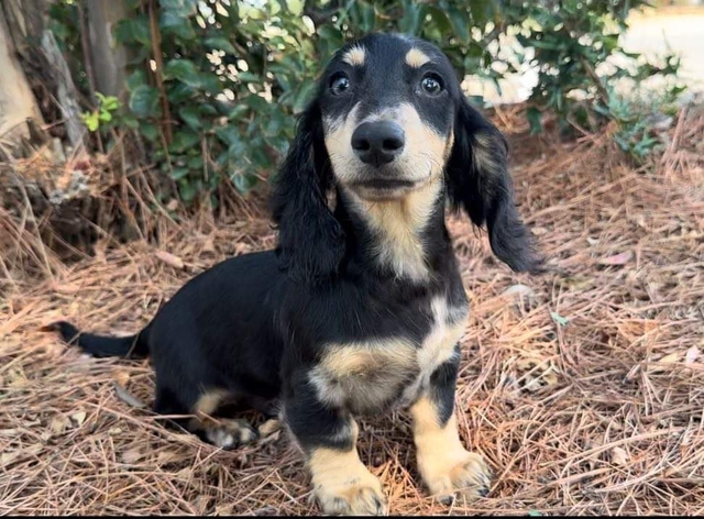 Black and Cream Dapple dachshund AKC - Nex-Tech Classifieds