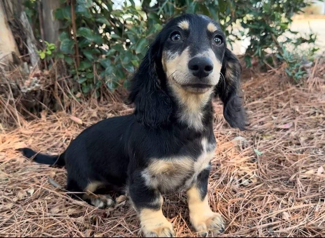 Black and Cream Dapple dachshund AKC - Nex-Tech Classifieds