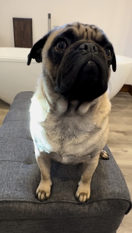 1.5 year old pug - Nex-Tech Classifieds