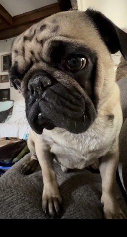 1.5 year old pug - Nex-Tech Classifieds