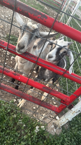 Nubian Doeling - Nex-Tech Classifieds