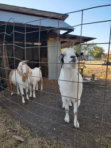 Three goats - Nex-Tech Classifieds