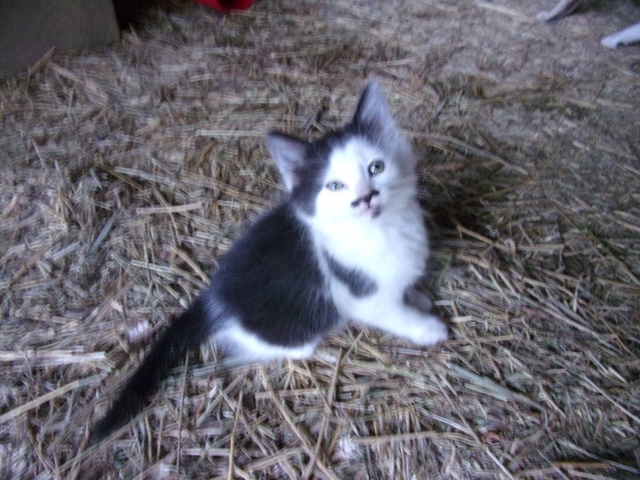 Kittens - Nex-Tech Classifieds