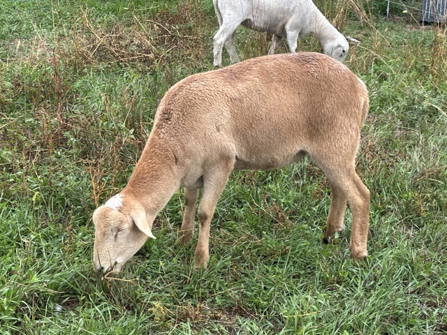 Hair sheep wether 19 months old - Nex-Tech Classifieds