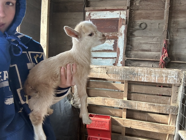 Goats - Nex-Tech Classifieds