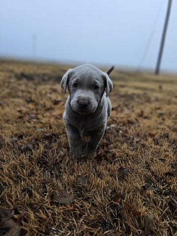 One female left! AKC silver lab puppies!! - Nex-Tech Classifieds
