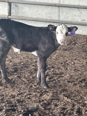Baby calf - Nex-Tech Classifieds