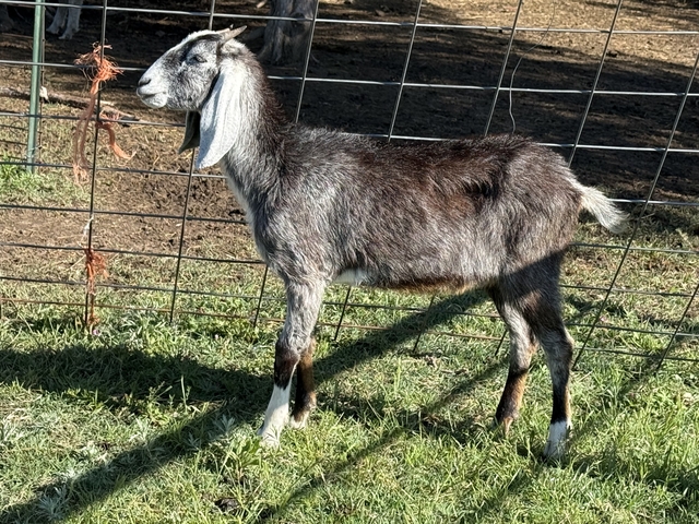 Yearling Nubian does - Nex-Tech Classifieds