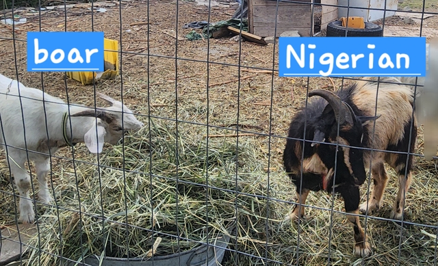 Male Goats - Nex-Tech Classifieds