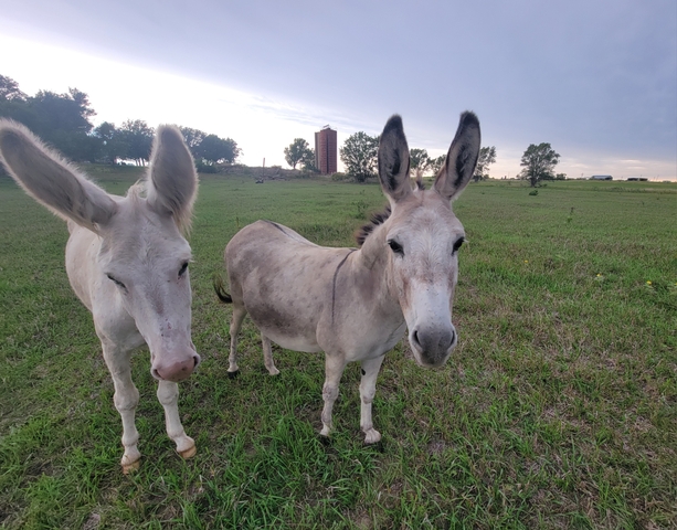Donkeys - Nex-Tech Classifieds