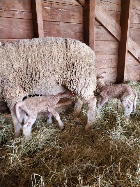 Registered Dorset Ram - Nex-Tech Classifieds