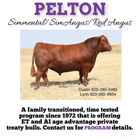 Pelton Simmental/SimAngus/Red Angus - Nex-Tech Classifieds