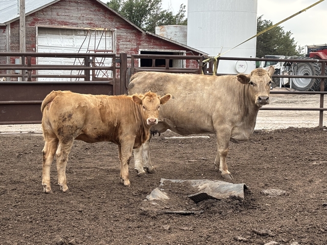 4 year old cow calf pair 3n1 - Nex-Tech Classifieds