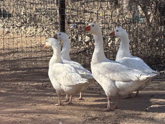 Embden Geese - Nex-Tech Classifieds