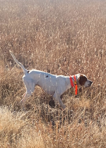 Started English Pointer Male - Nex-Tech Classifieds