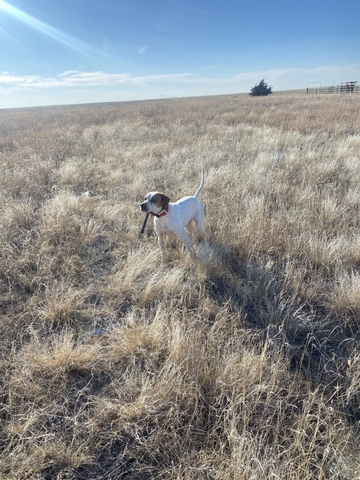 Started English Pointer Male - Nex-Tech Classifieds
