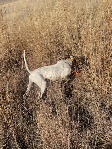 3 Year Old English Pointer Female - Nex-Tech Classifieds