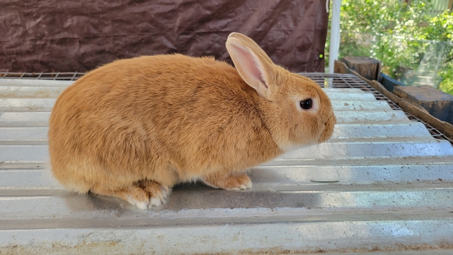 Rabbits for sale - Nex-Tech Classifieds