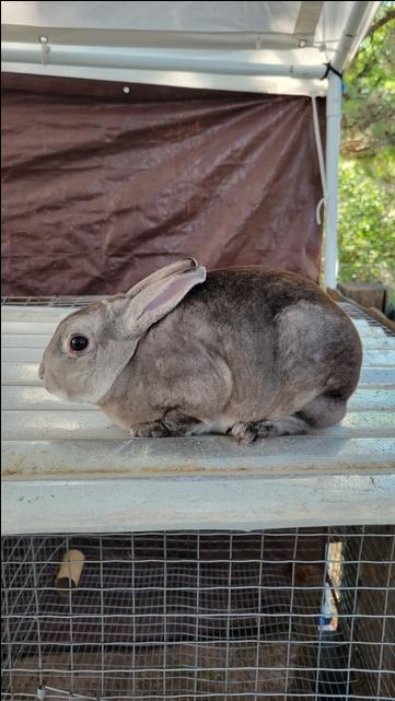 Rabbits for sale - Nex-Tech Classifieds
