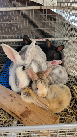 TAMU-K Composite and TAMU-K NZ Rabbits for sale - Nex-Tech Classifieds