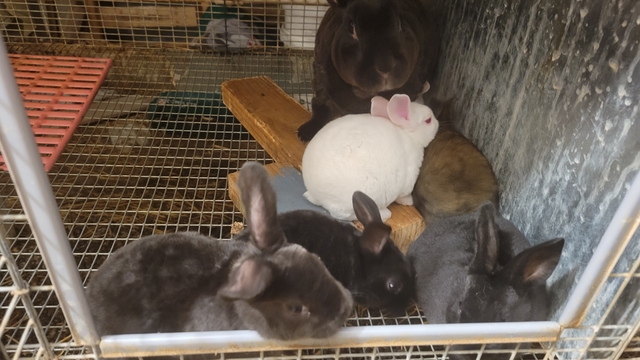 Rex Rabbits for sale - Nex-Tech Classifieds
